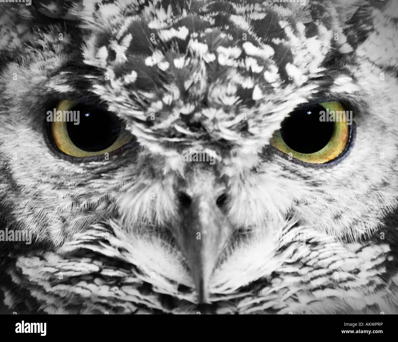 Owl eyes, face, bird of prey Stock Photo - Alamy