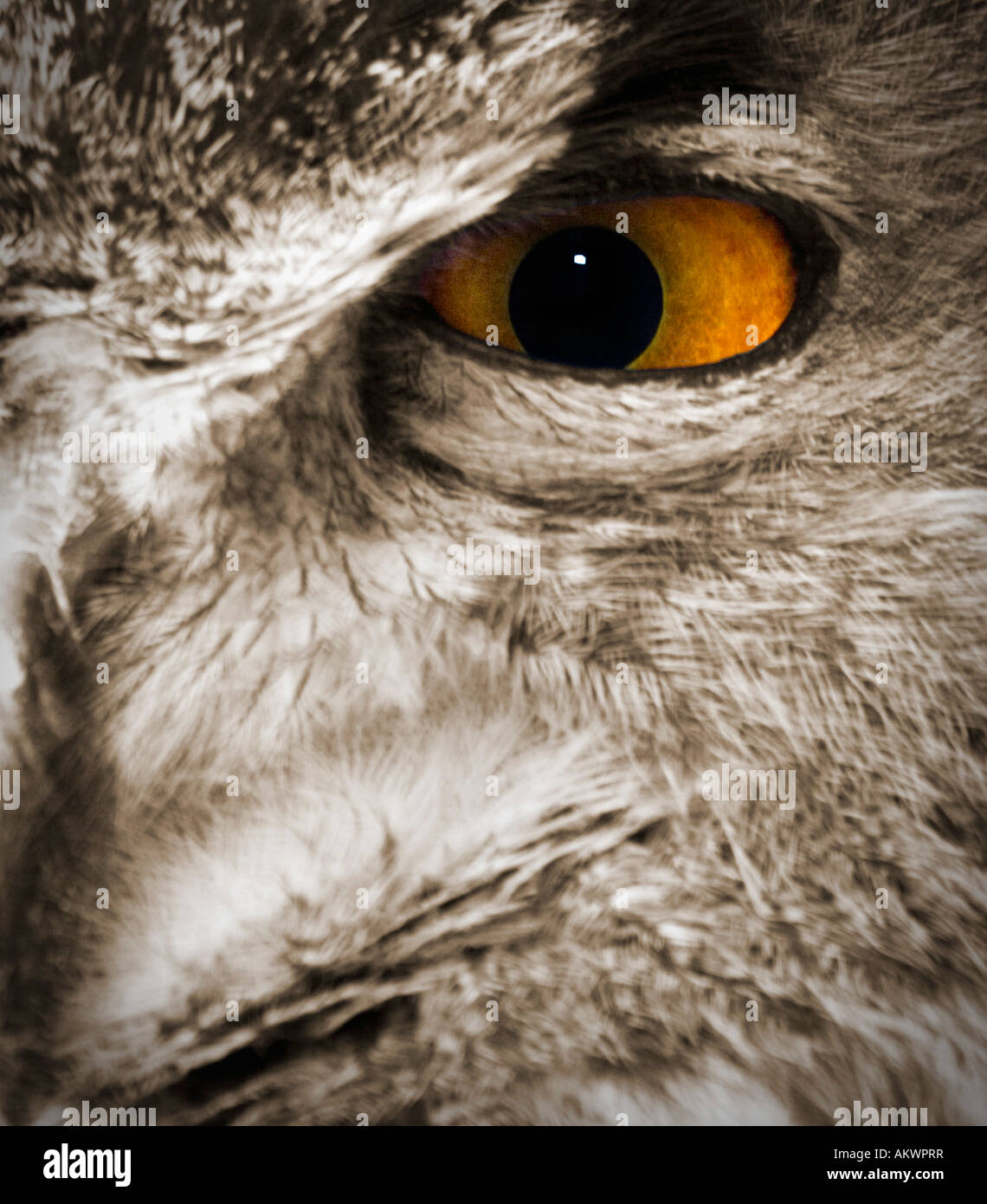 Owl eye hi-res stock photography and images - Alamy