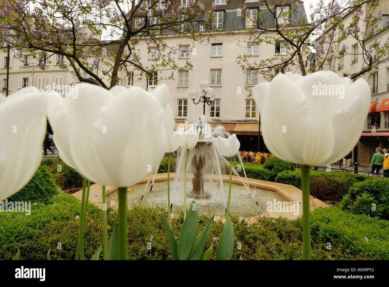 France, Paris, Place de la Contrescarpe, Tulips Stock Photo - Alamy