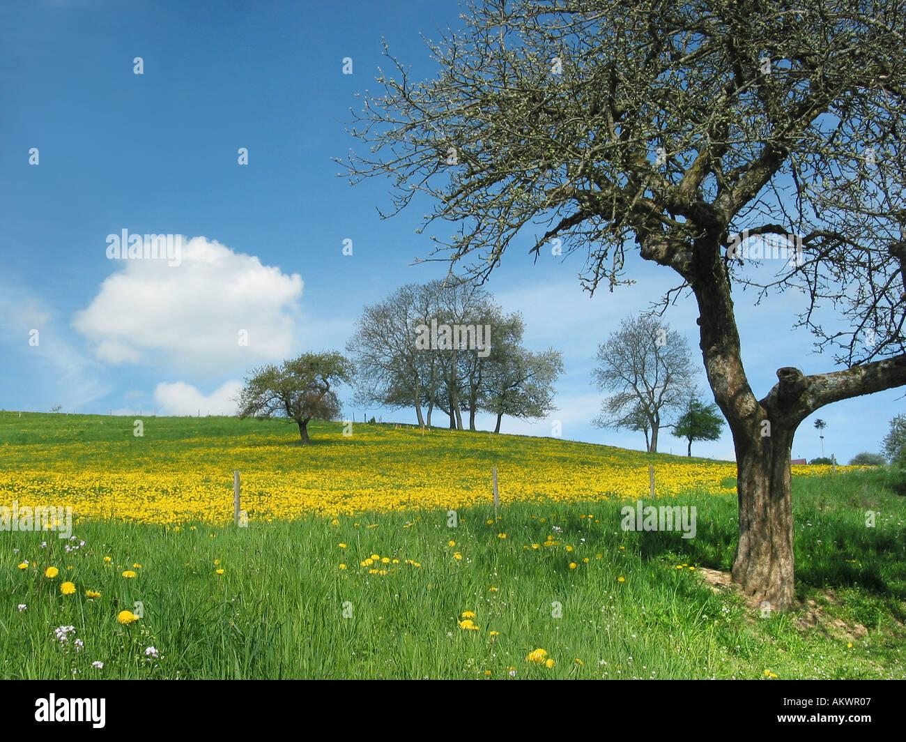 Dandelion blooming taraxacum officinalis hi-res stock photography and ...