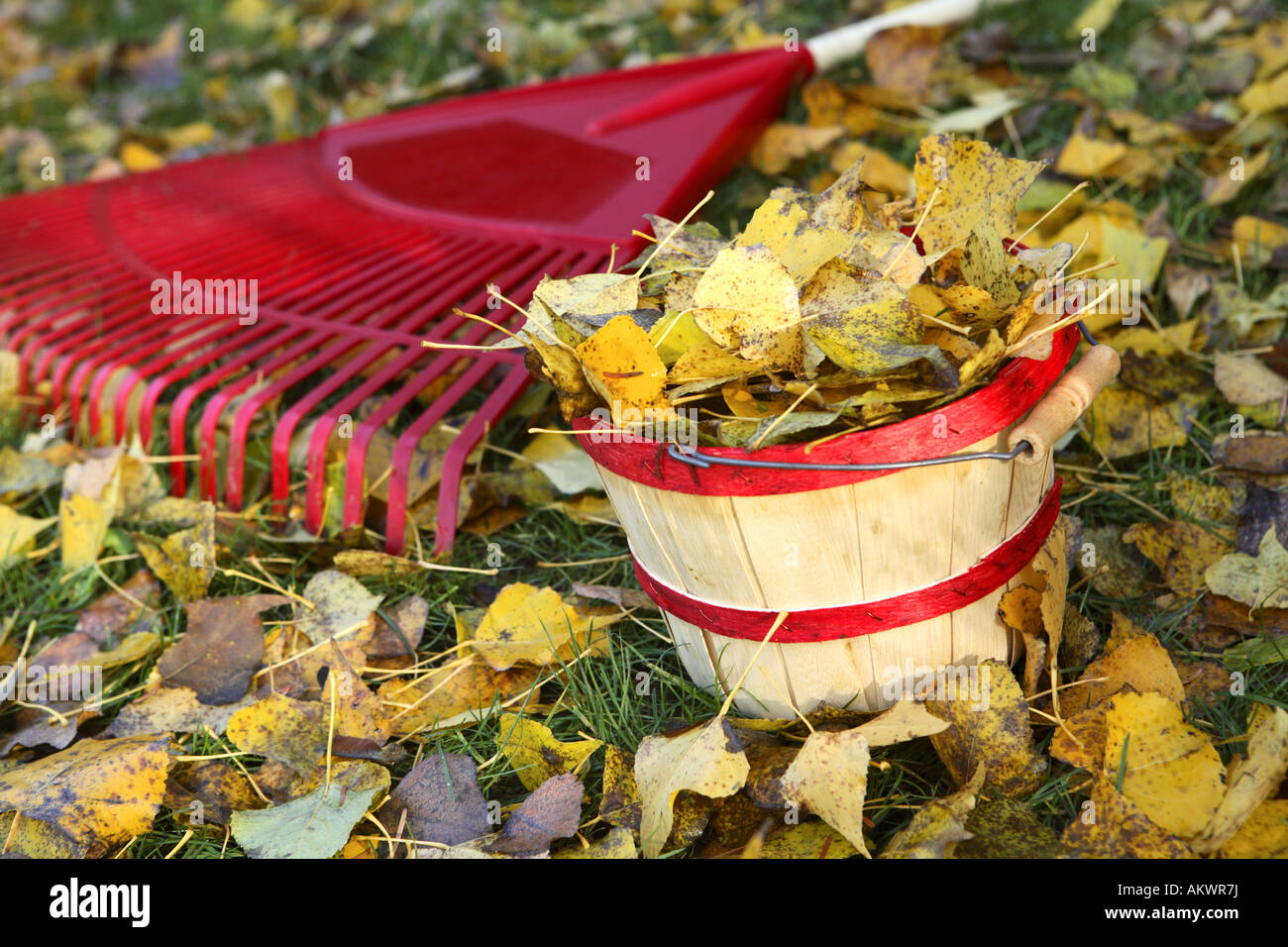 Raking fall leaves Stock Photo - Alamy