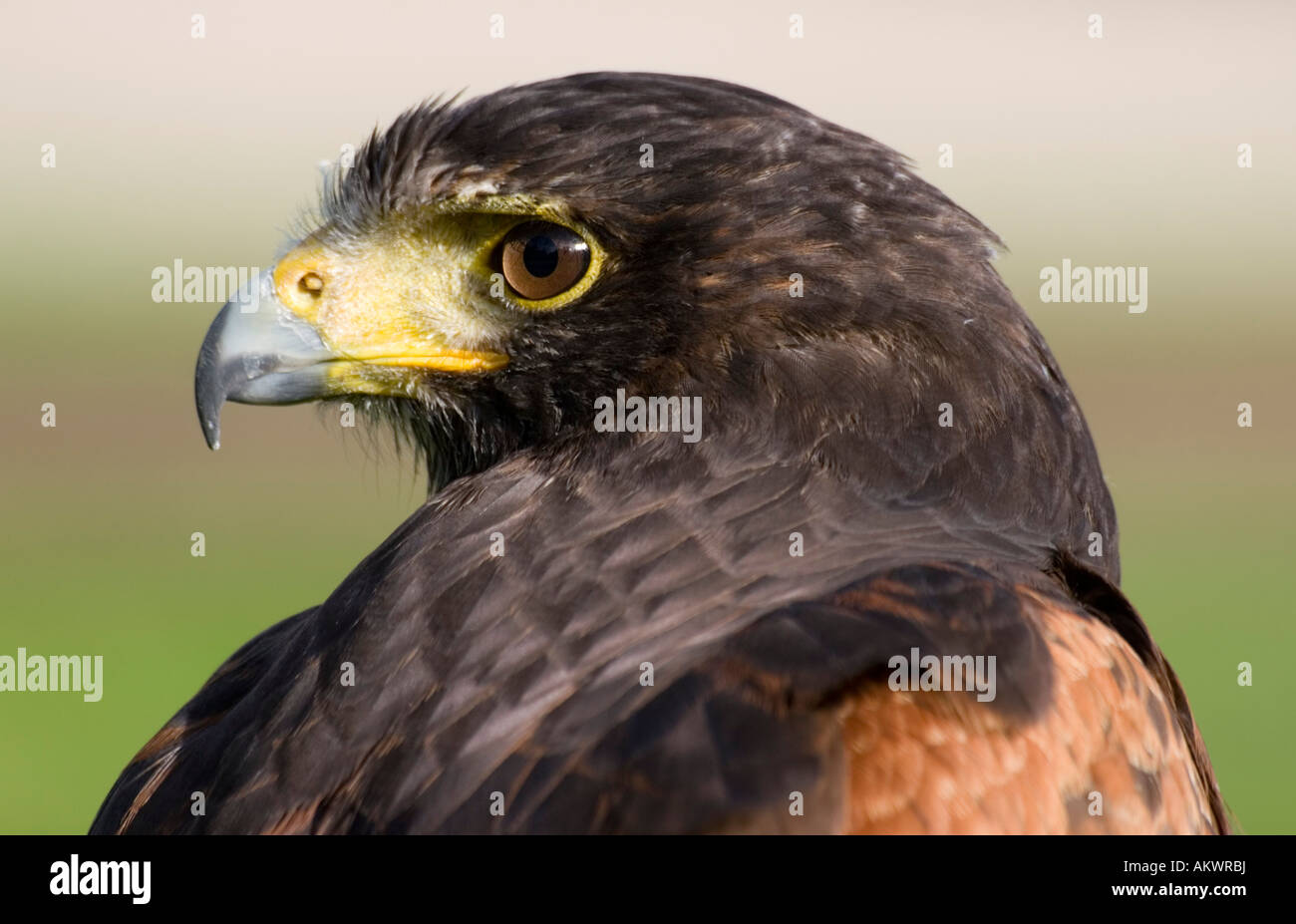 Harris Hawk, bird of prey Stock Photo - Alamy