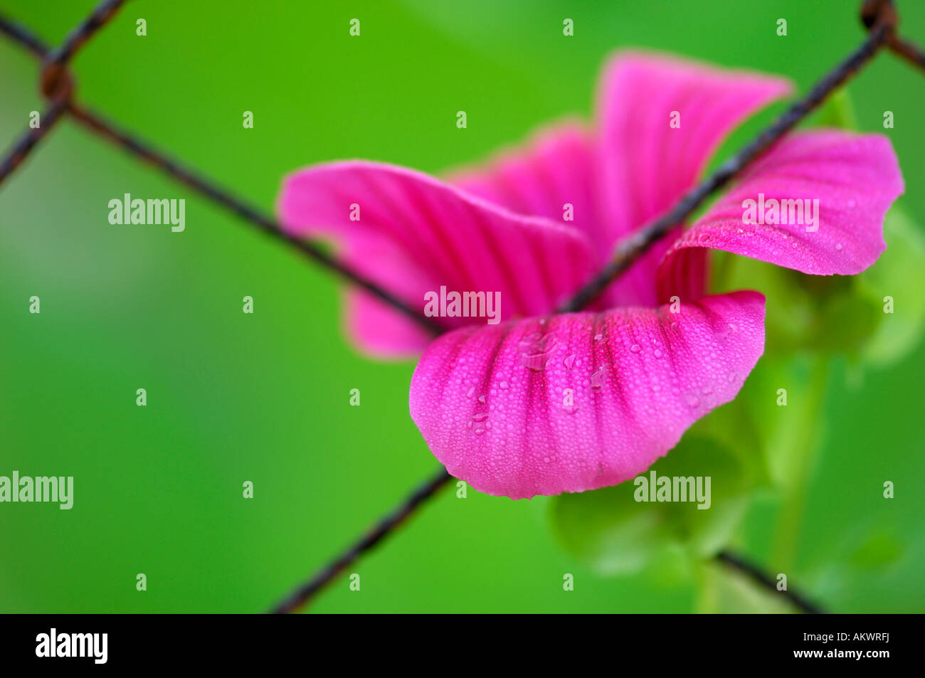 Mallow rust hi-res stock photography and images - Alamy