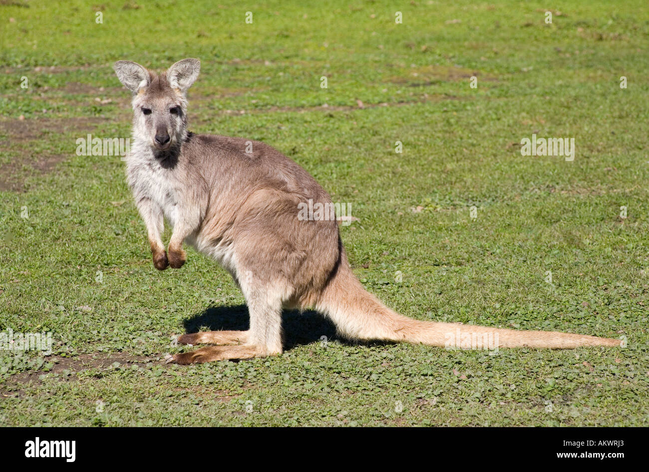 An eastern wallaroo Stock Photo - Alamy