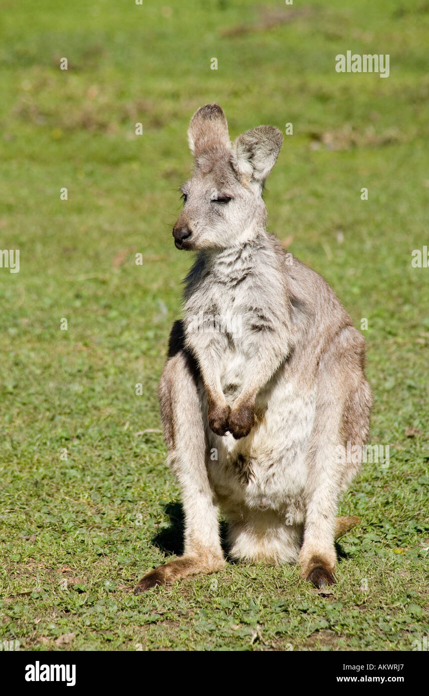 An eastern wallaroo Stock Photo - Alamy