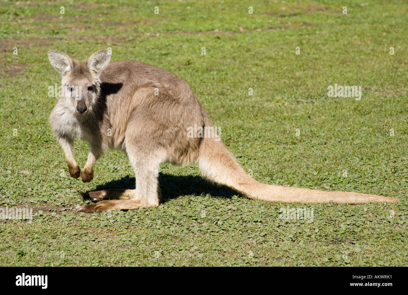 An Eastern Wallaroo, Macropus robustus Stock Photo - Alamy