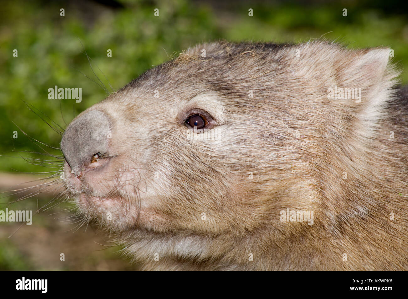 A portrait of the Australian Common wombat Stock Photo - Alamy