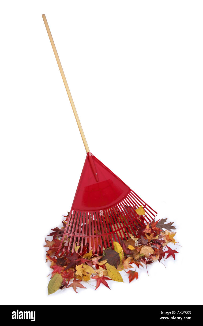 Raking up a pile of leaves cut out on white background Stock Photo - Alamy