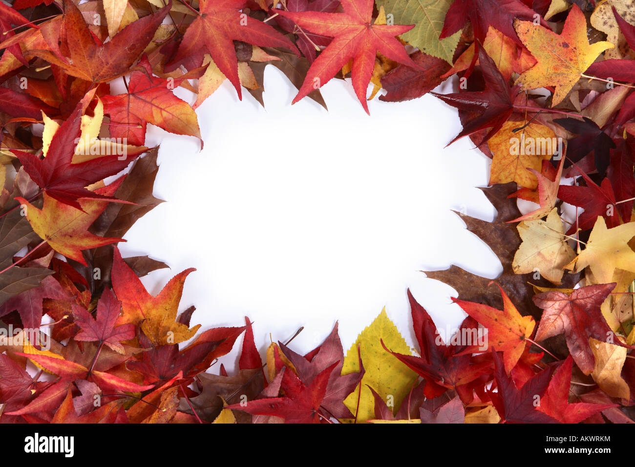 Fall leaf border Stock Photo - Alamy
