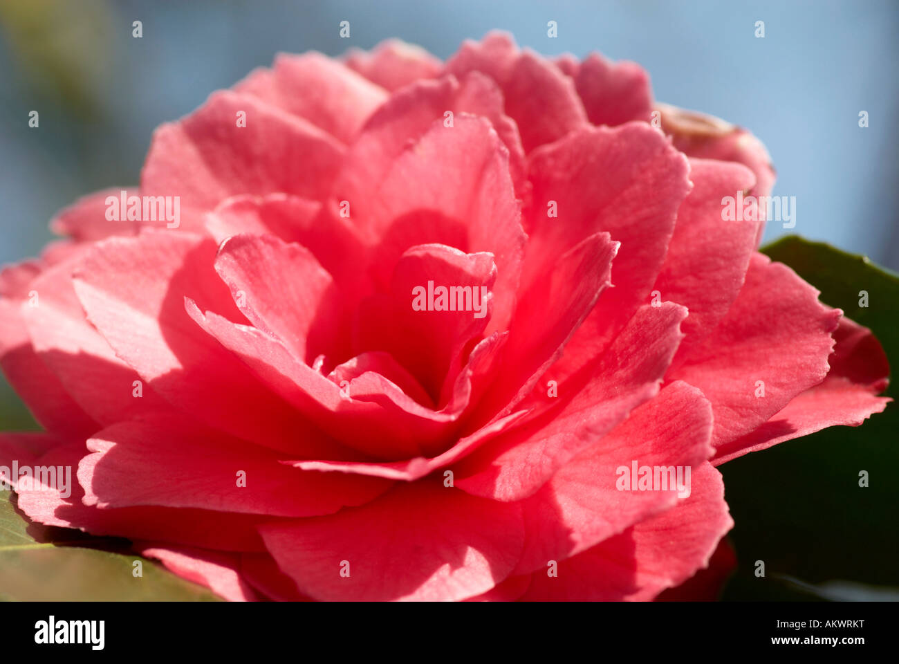 camellia japonica lavinia maggi flower open in full bloom Stock Photo ...