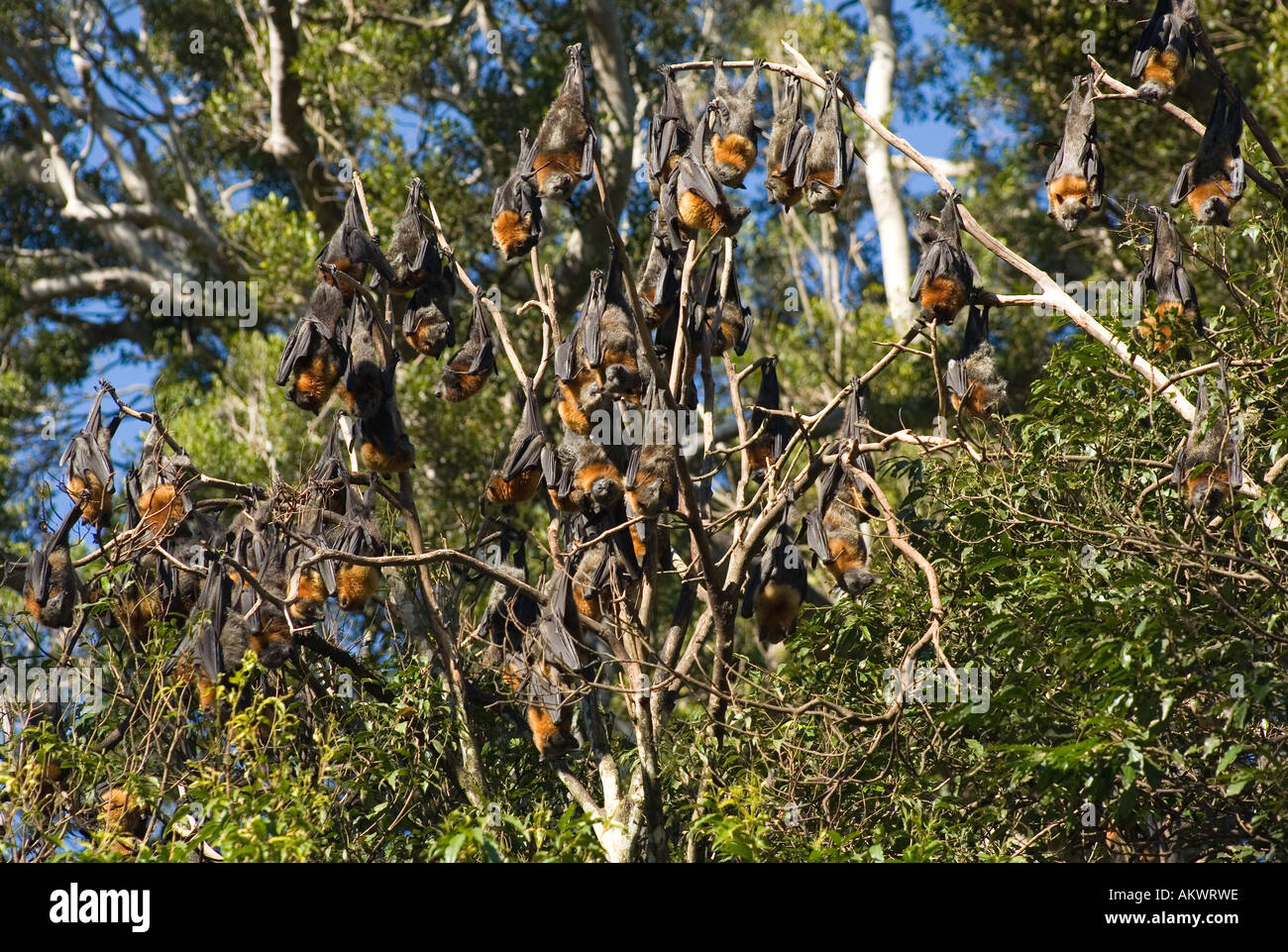 Australian bat species hi-res stock photography and images - Alamy