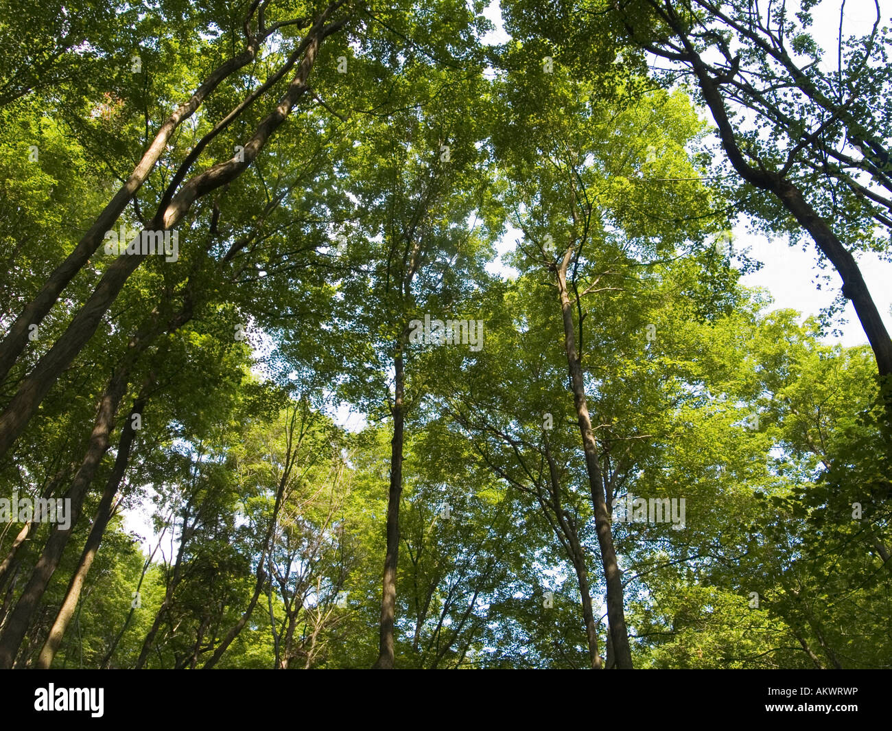 Looking up into trees on a path down to the Whirlpool Rapids Gorge in ...