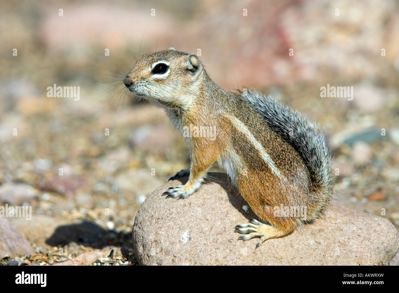 Harris's Antelope Ground Squirrel Ammospermophilus harrisi Portal ...