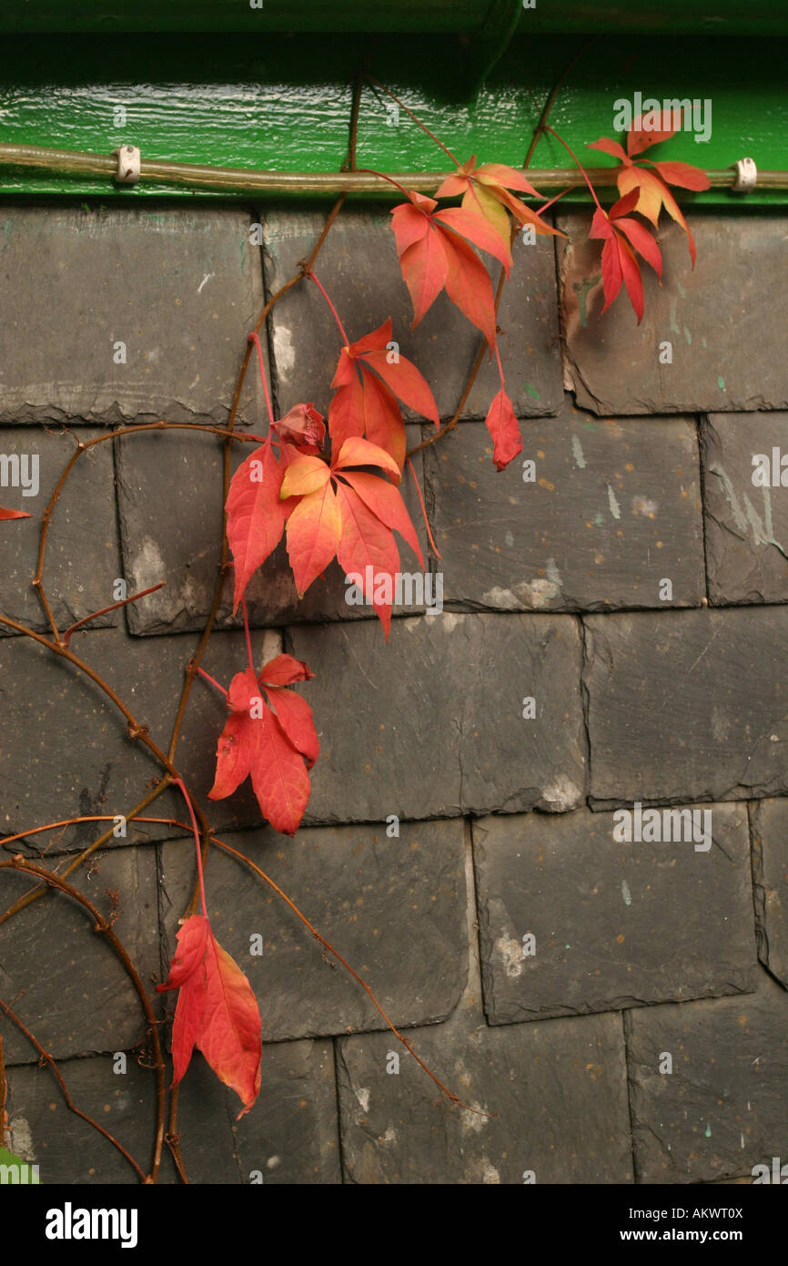 Red vine on slate wall Devon UK Stock Photo - Alamy