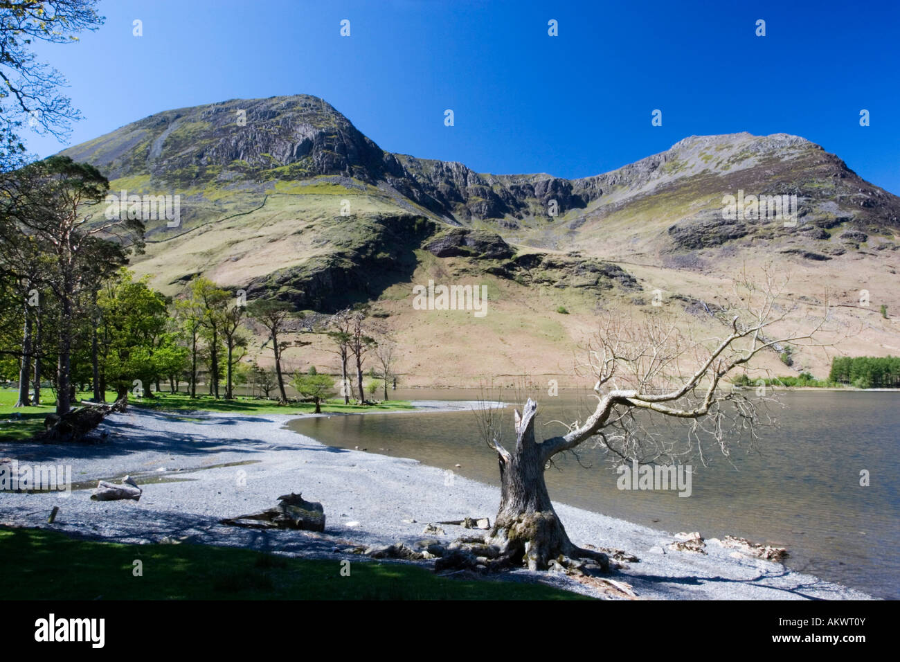 Buttermere, Lake District, landscape, old tree, spring time Stock Photo ...