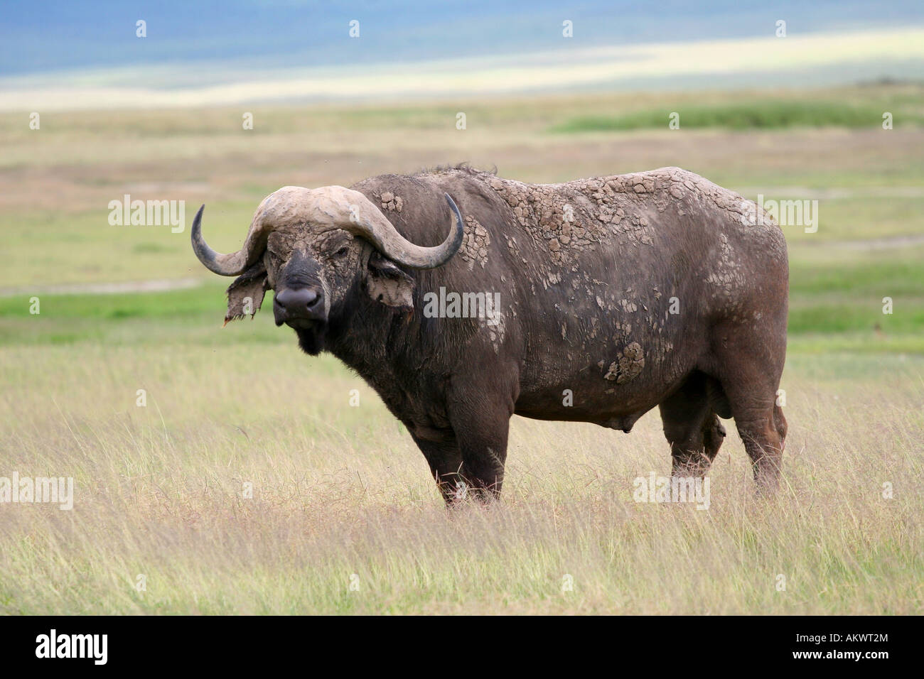 African Buffalo Angry Stock Photos & African Buffalo Angry Stock Images ...