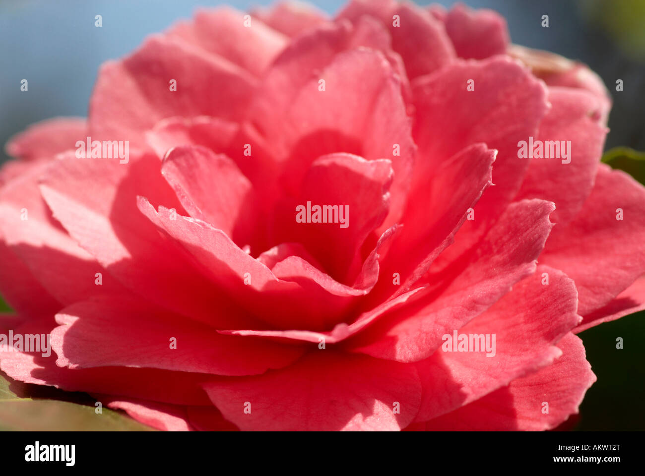 camellia japonica lavinia maggi flower open in full bloom Stock Photo ...