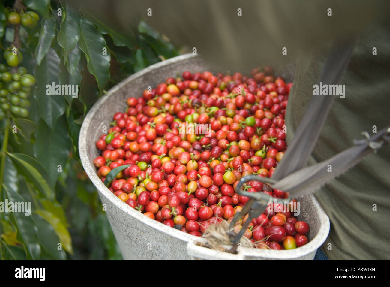 Harvest bucket, mature Kona coffee beans Stock Photo - Alamy