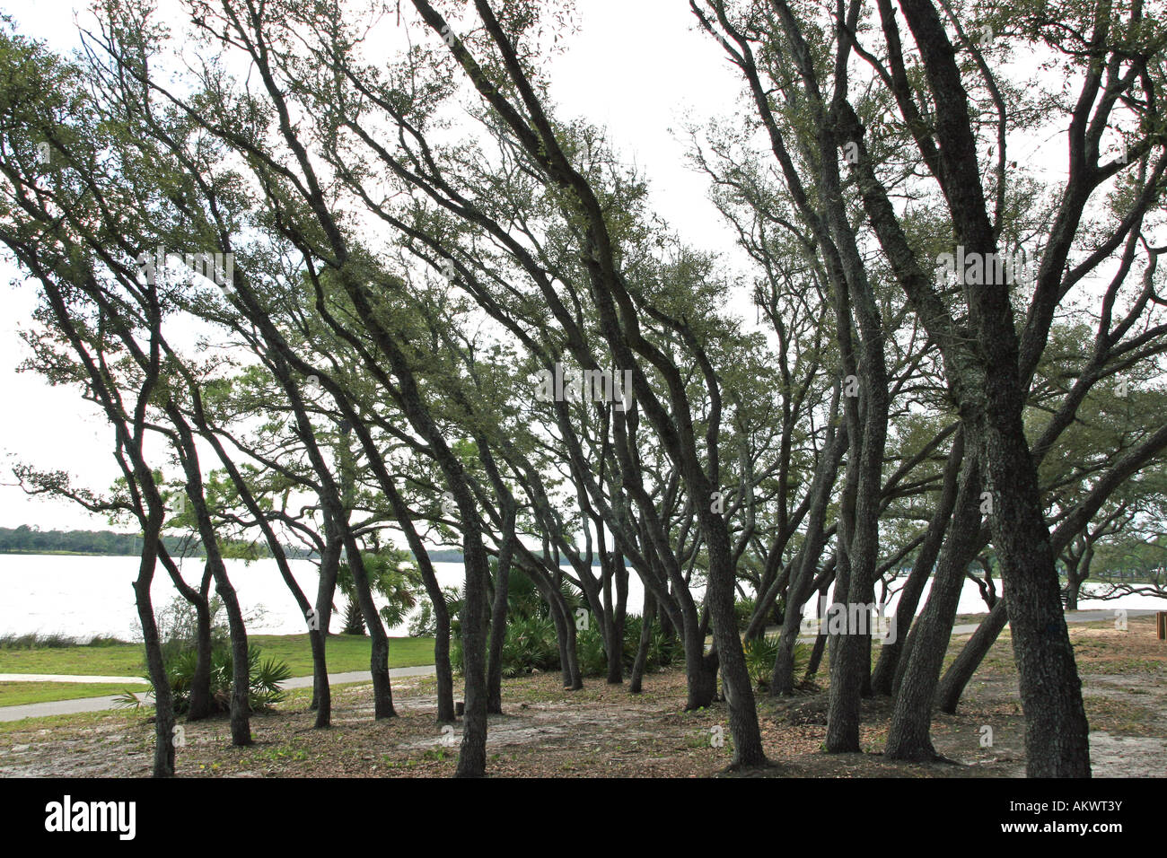 Leaning Oak tree grove on the waterway florida Stock Photo - Alamy