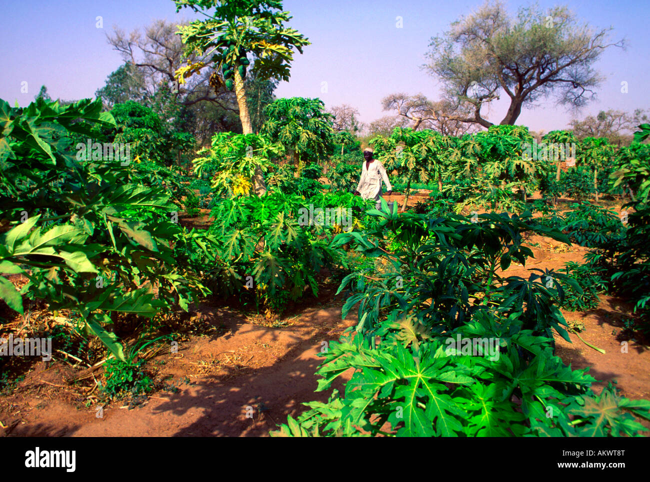 Mali crops hi-res stock photography and images - Alamy