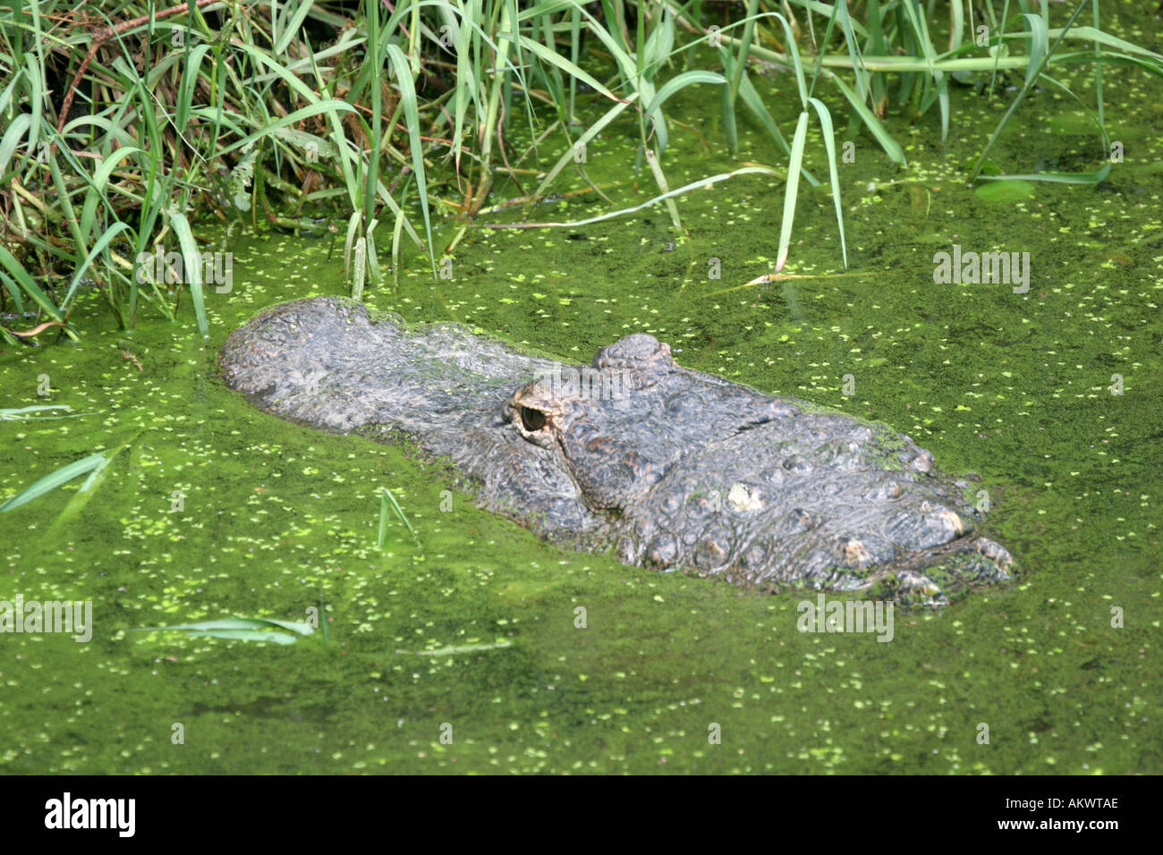 Vieux zoo hi-res stock photography and images - Alamy