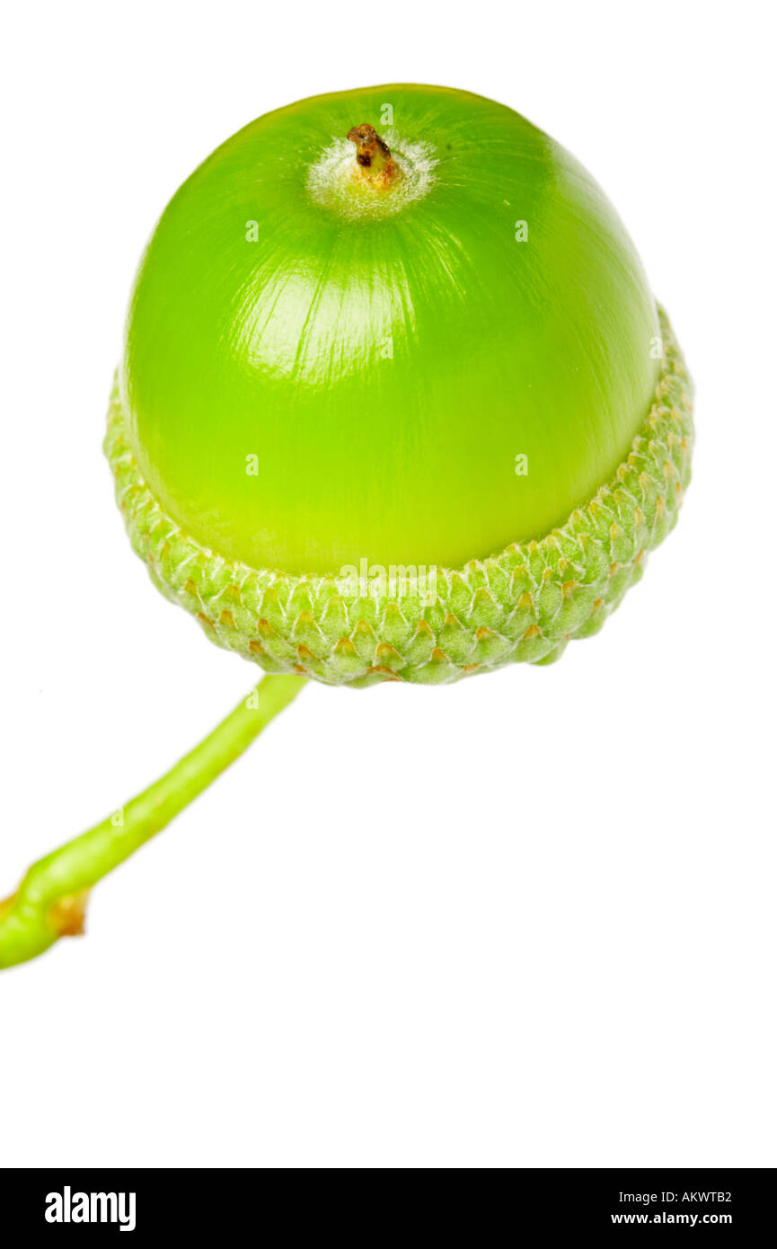 Acorn on green background hi-res stock photography and images - Alamy