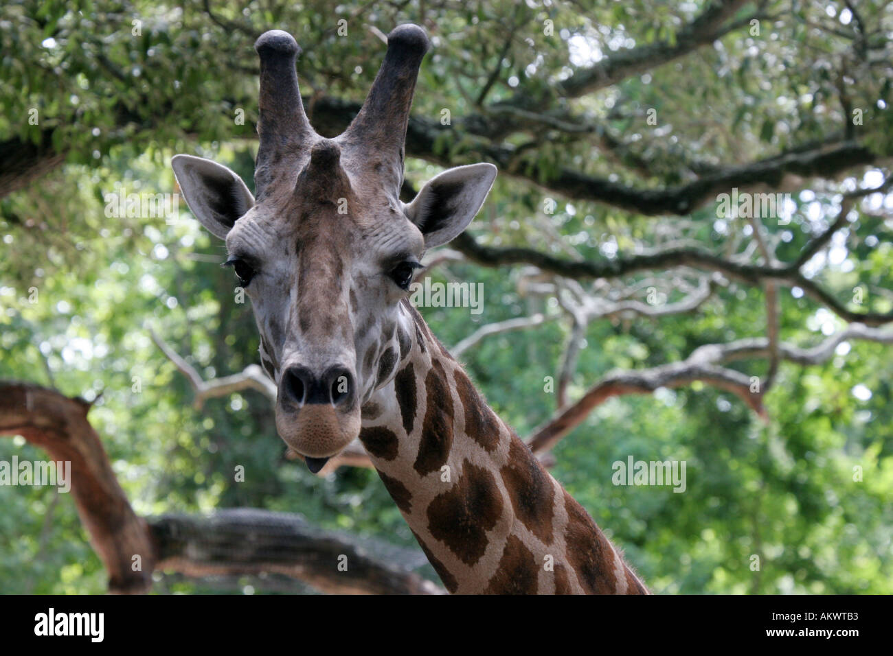 Vieux zoo hi-res stock photography and images - Alamy