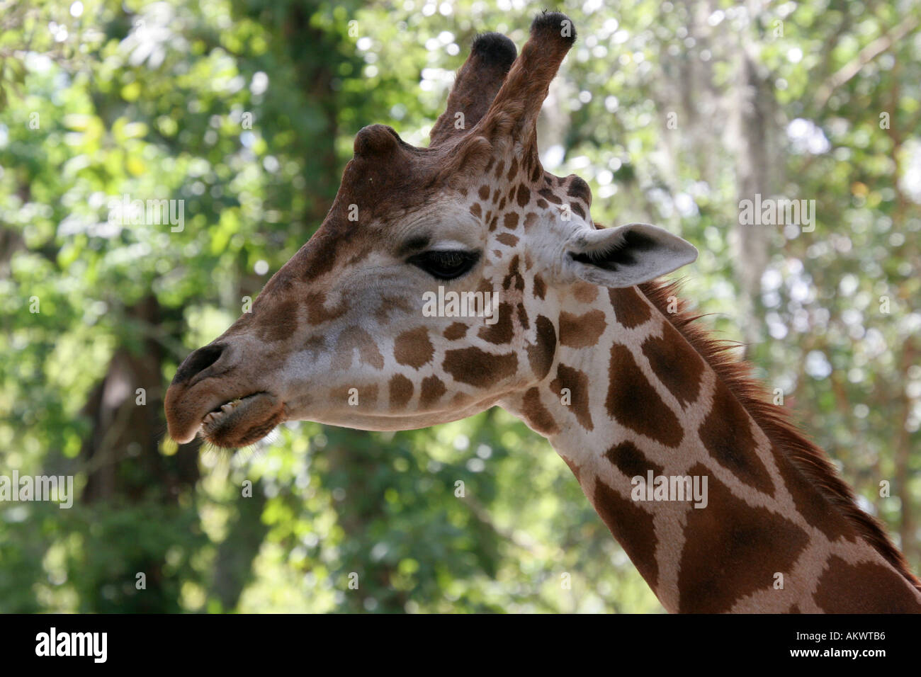 Vieux zoo hi-res stock photography and images - Alamy