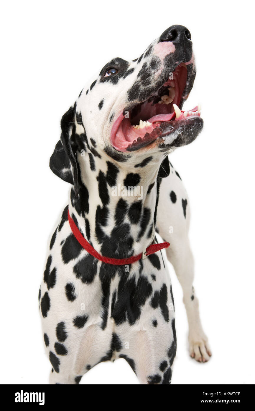 Dalmatian smiling looking upwards white background Stock Photo - Alamy