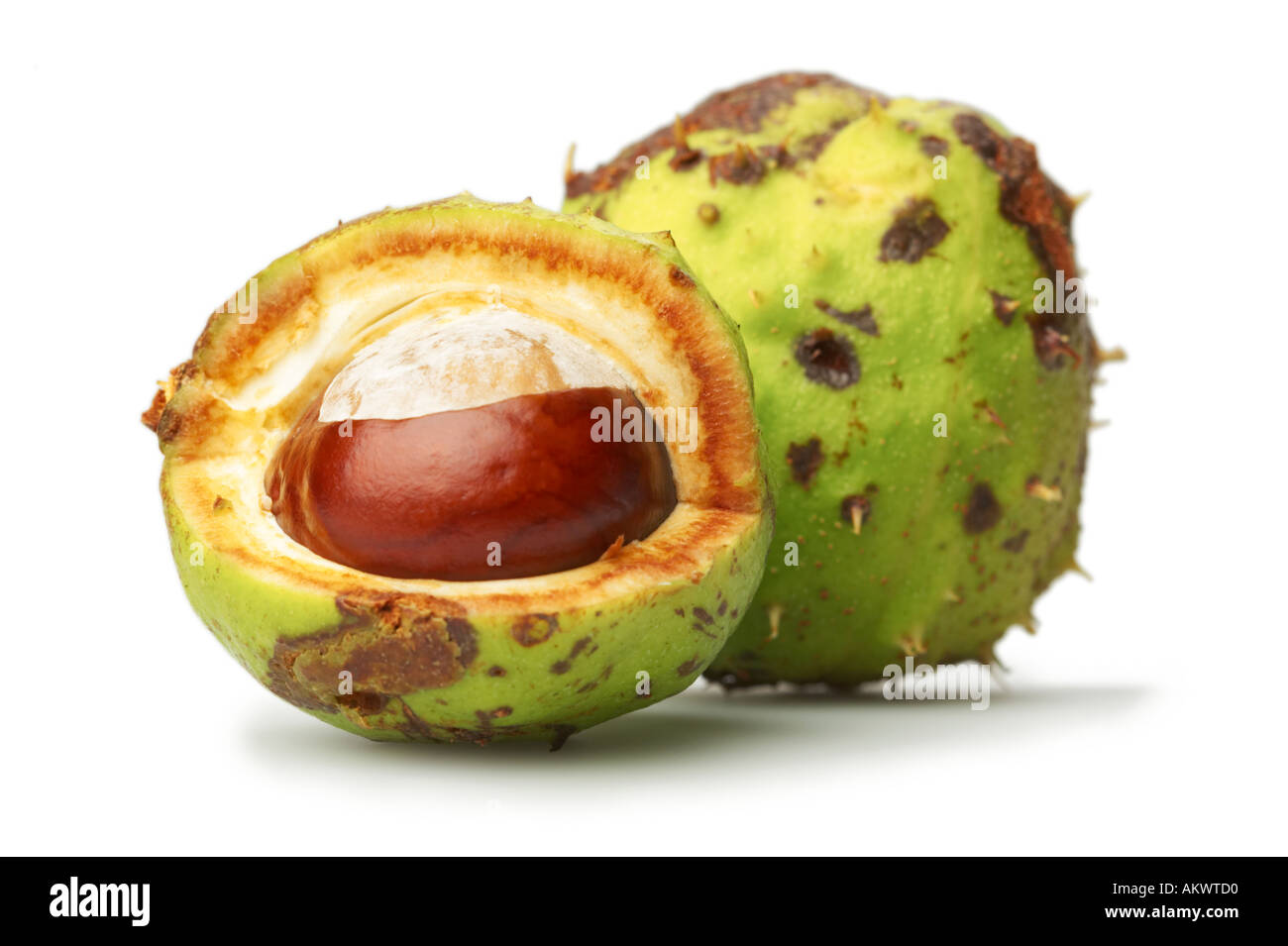 Conker in shell hi-res stock photography and images - Alamy