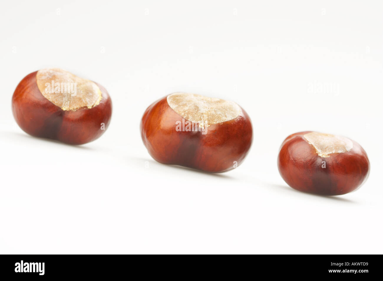 Three conkers cutout objects on white background Stock Photo - Alamy