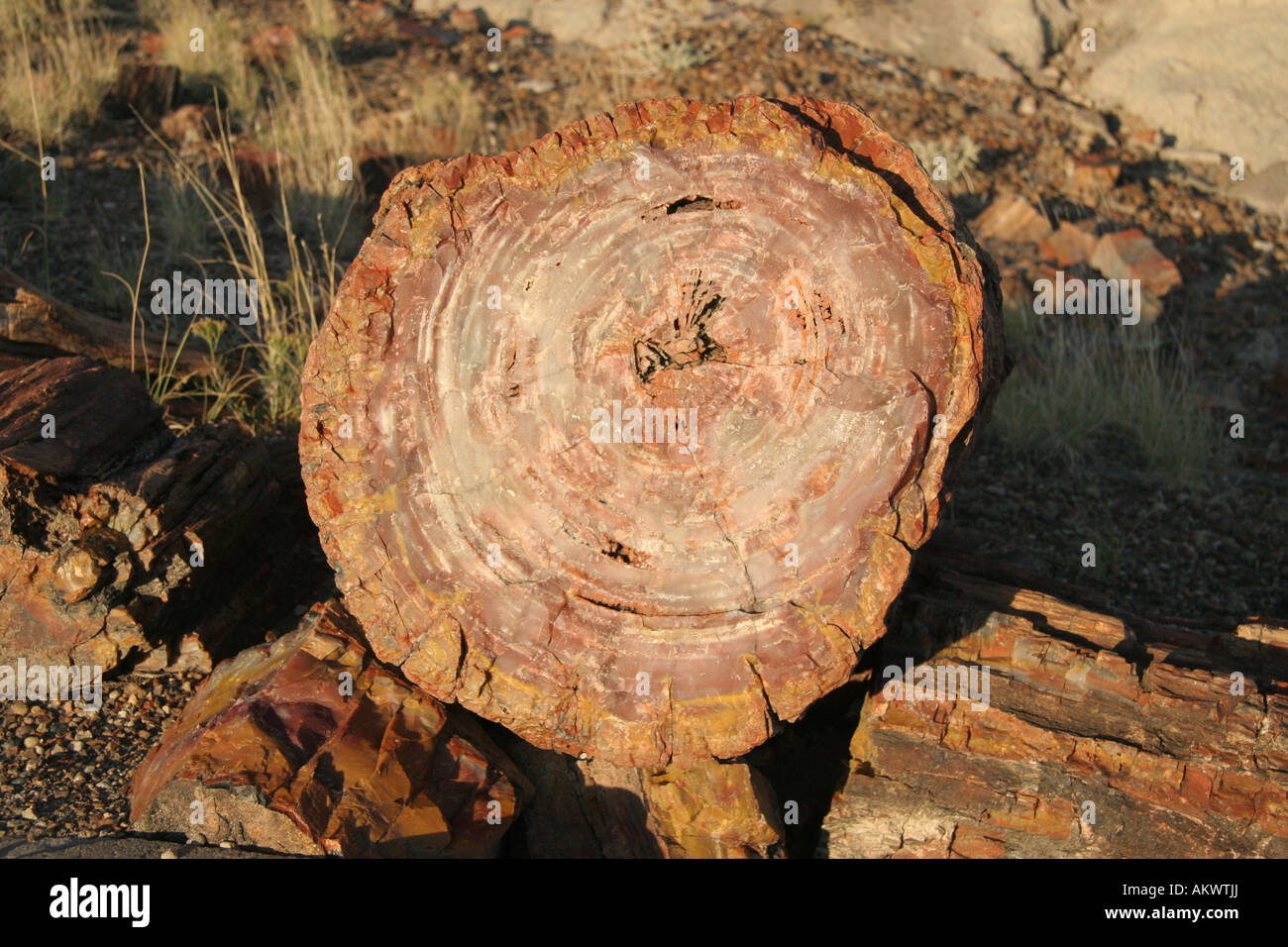 Cross section of a petrified log in the Petrified Forest National Park ...