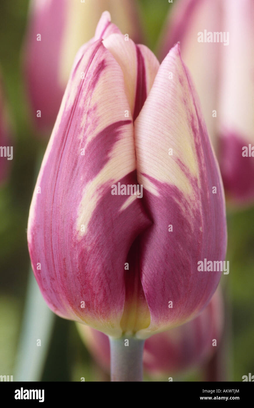 Tulipa 'Blueberry Ripple' (Tulip) Triumph Group. Close up of white ...