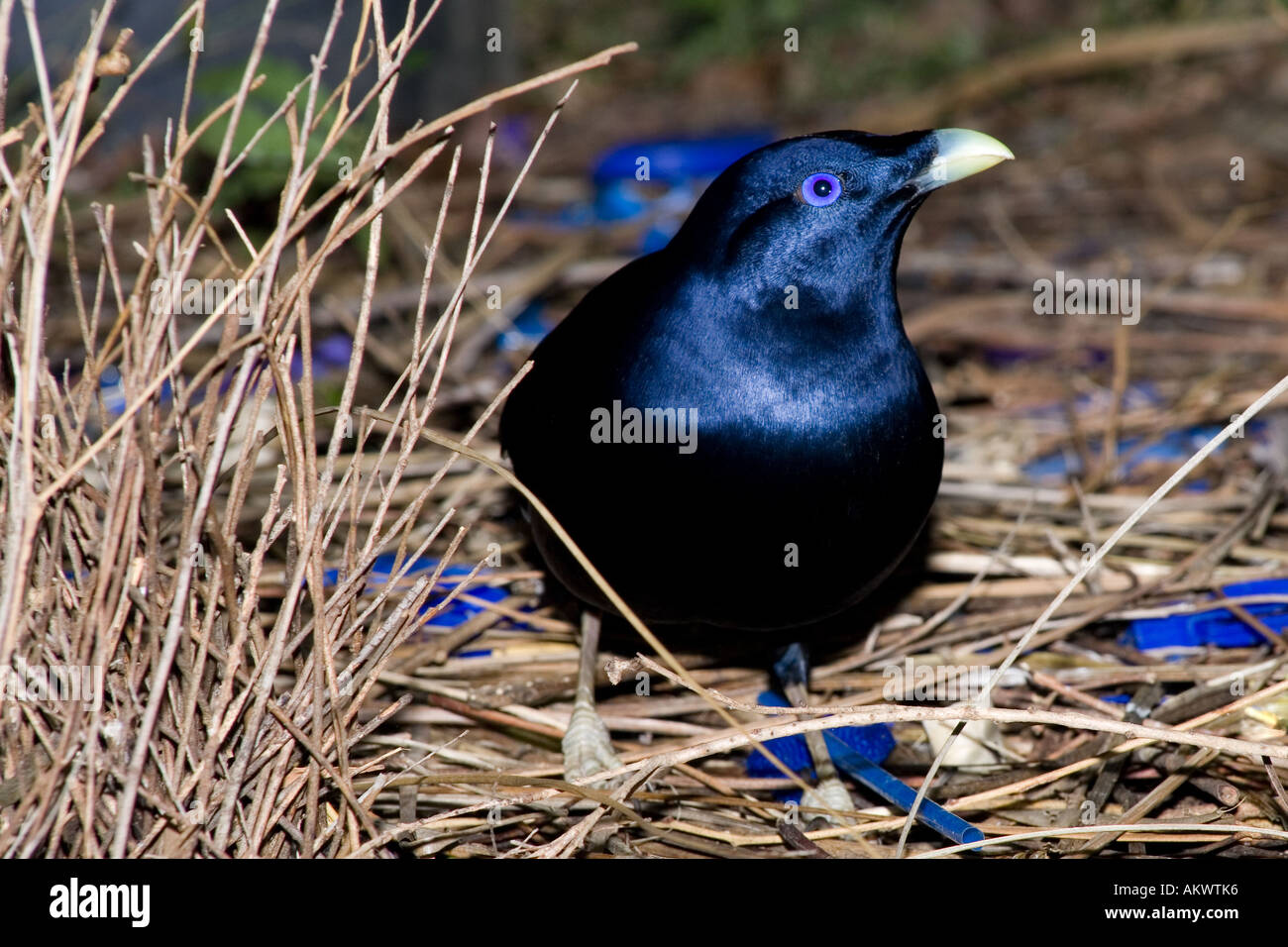 Male Satin Bowerbird, Ptilonorhynchus violaceus, standing next to his ...