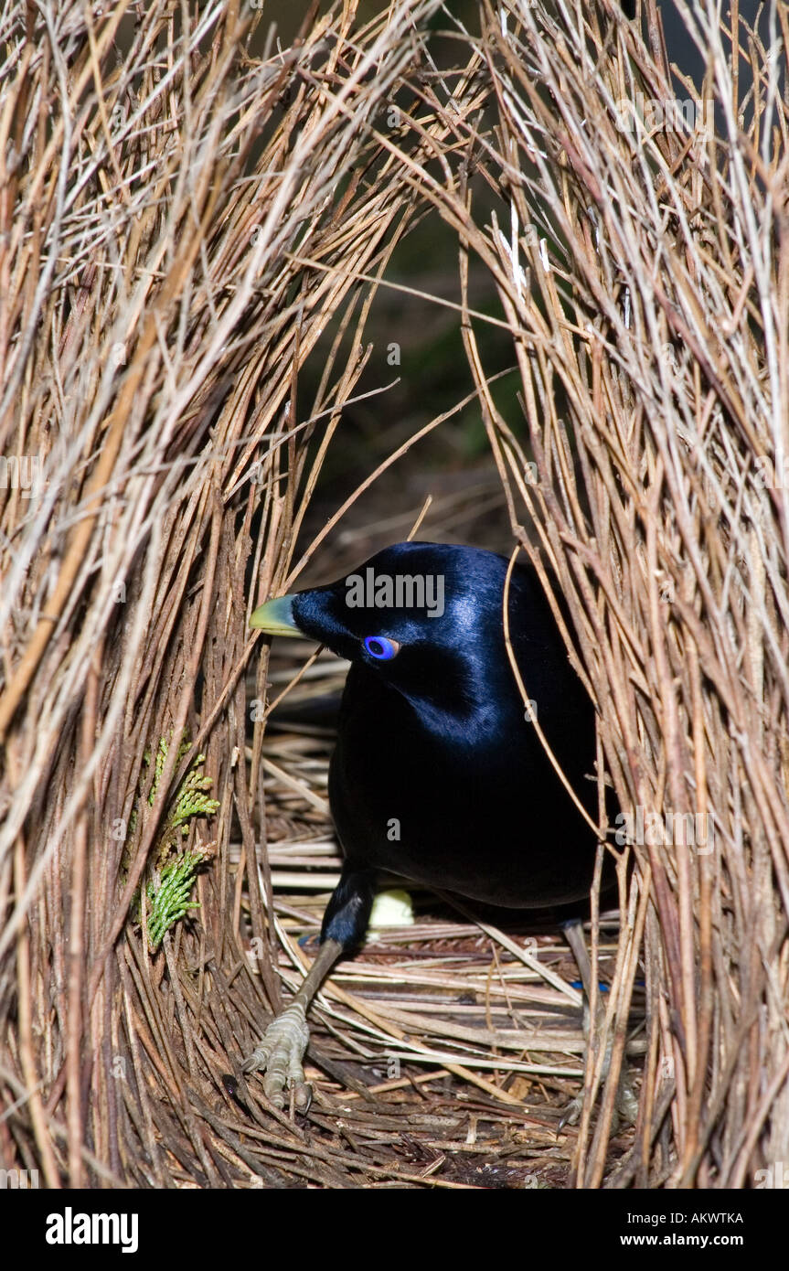 Satin bower birds hi-res stock photography and images - Alamy