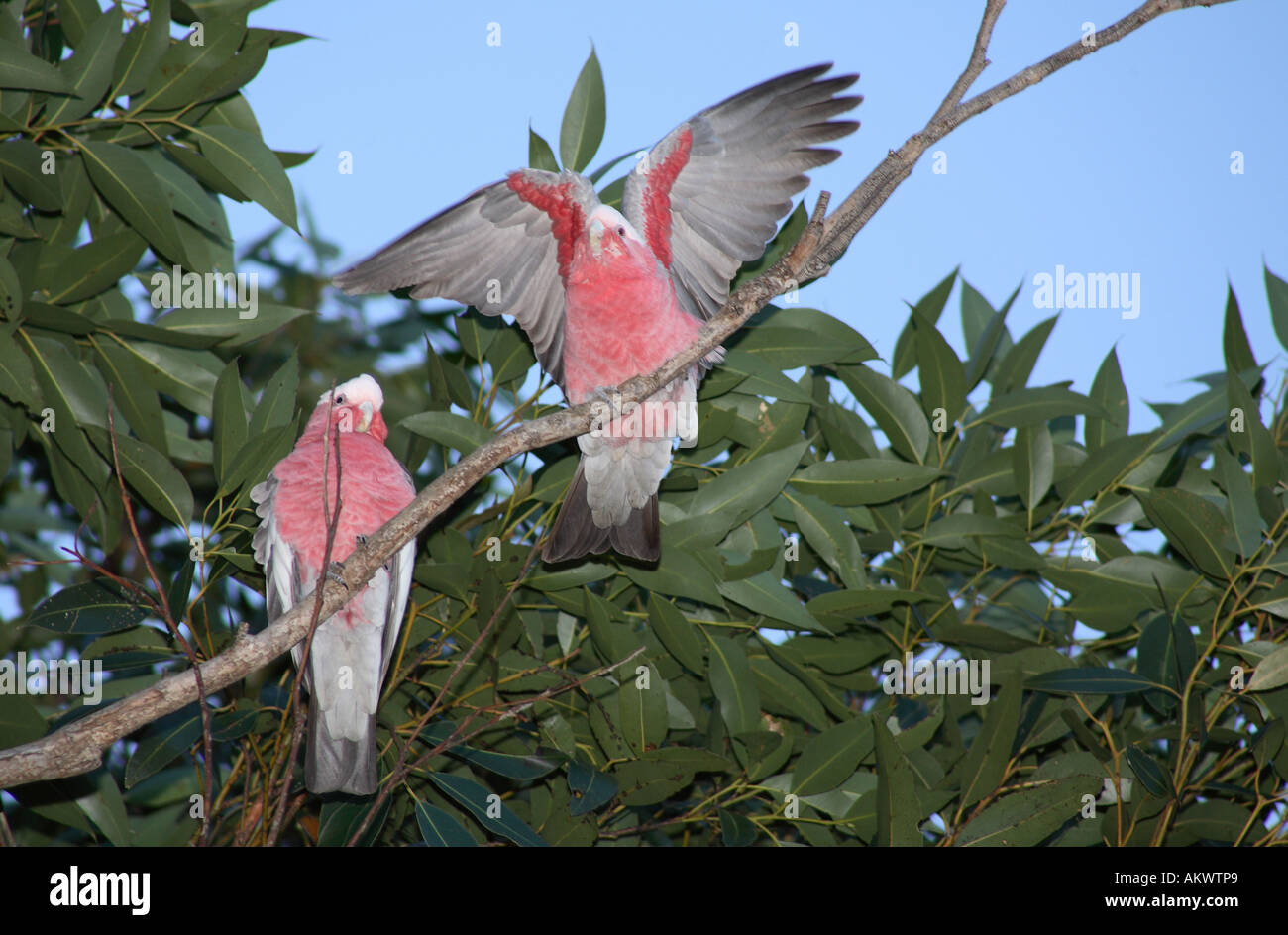Big Galah Stock Photos & Big Galah Stock Images - Alamy