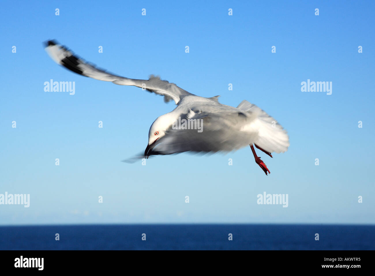 In flight fly flying aloft hi-res stock photography and images - Alamy