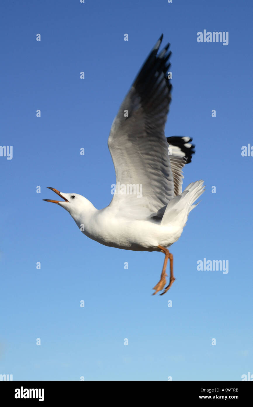a seagull in flight with beak open Stock Photo - Alamy