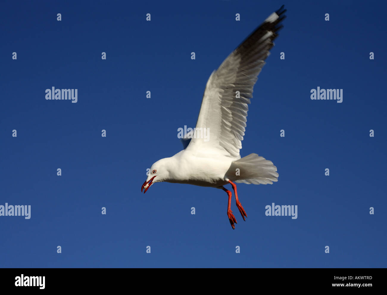 a seagull in flight Stock Photo - Alamy