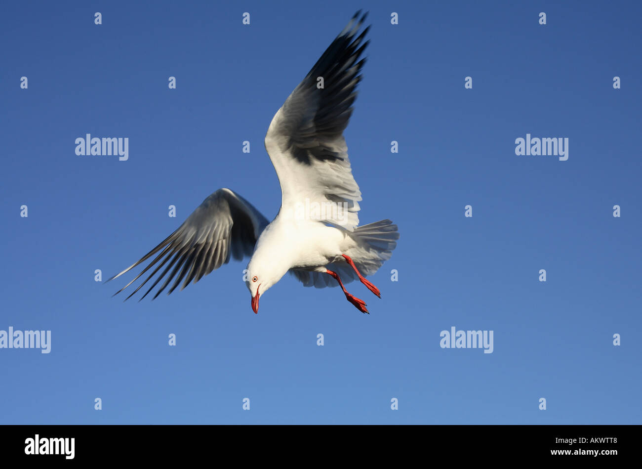 In flight fly flying aloft hi-res stock photography and images - Alamy