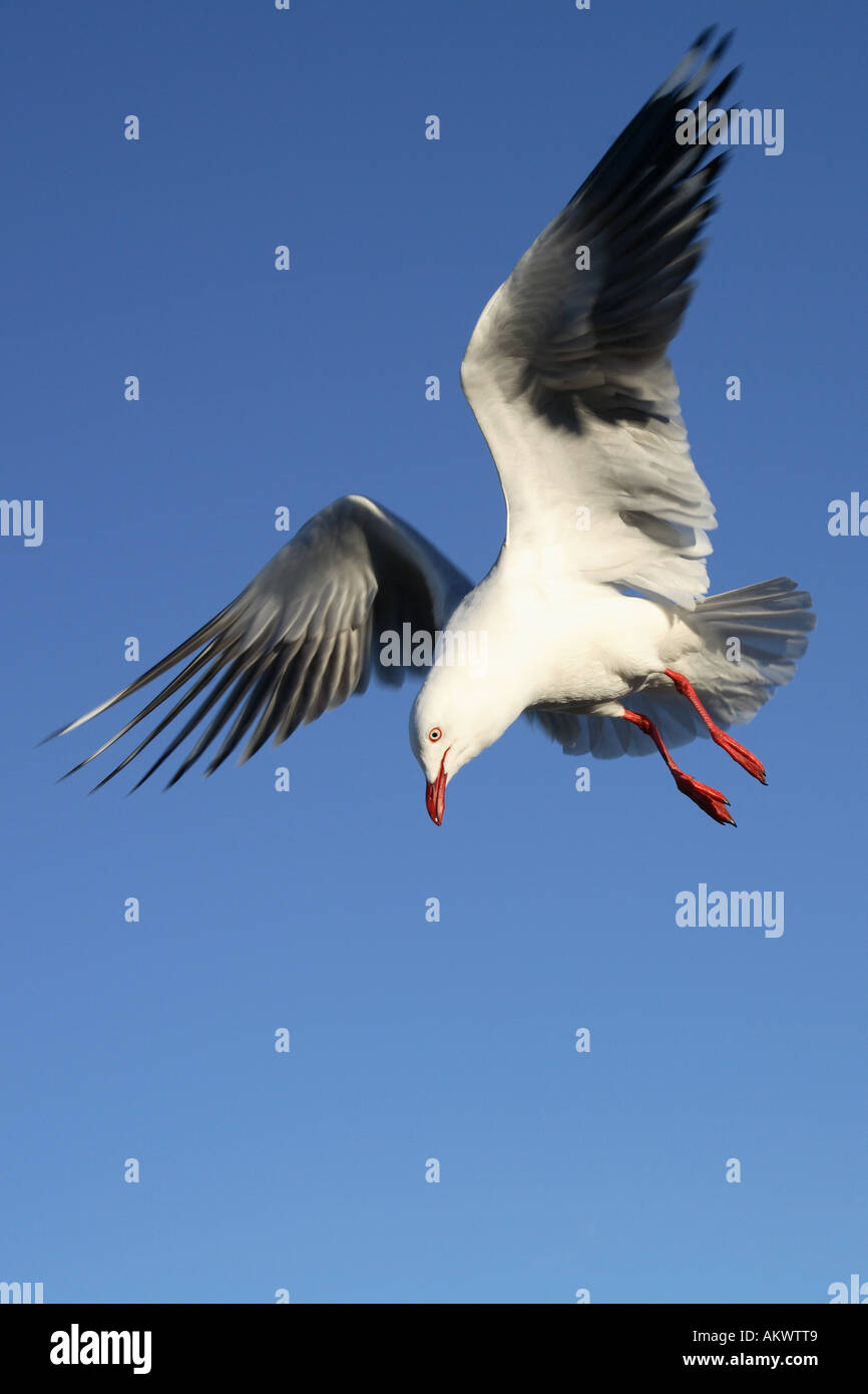 a seagull in flight Stock Photo - Alamy