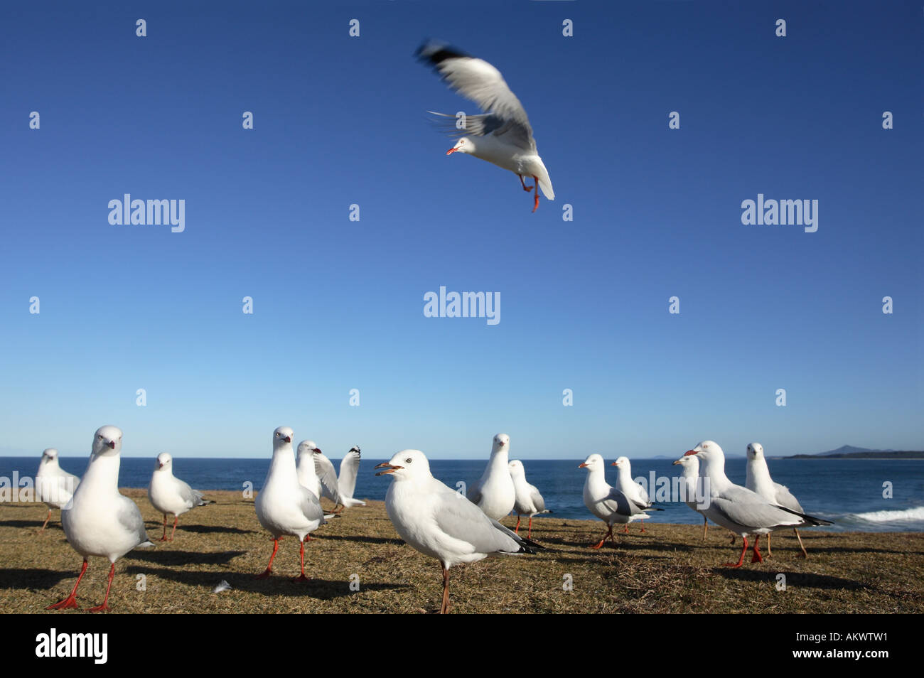 Seagulls fly overhead hi-res stock photography and images - Alamy