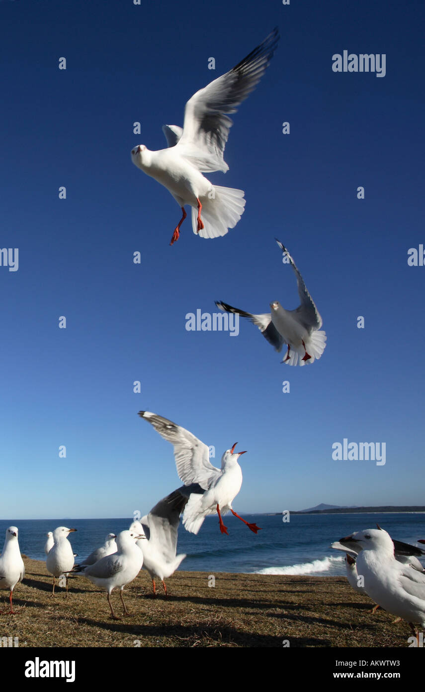 Seagulls fly overhead hi-res stock photography and images - Alamy