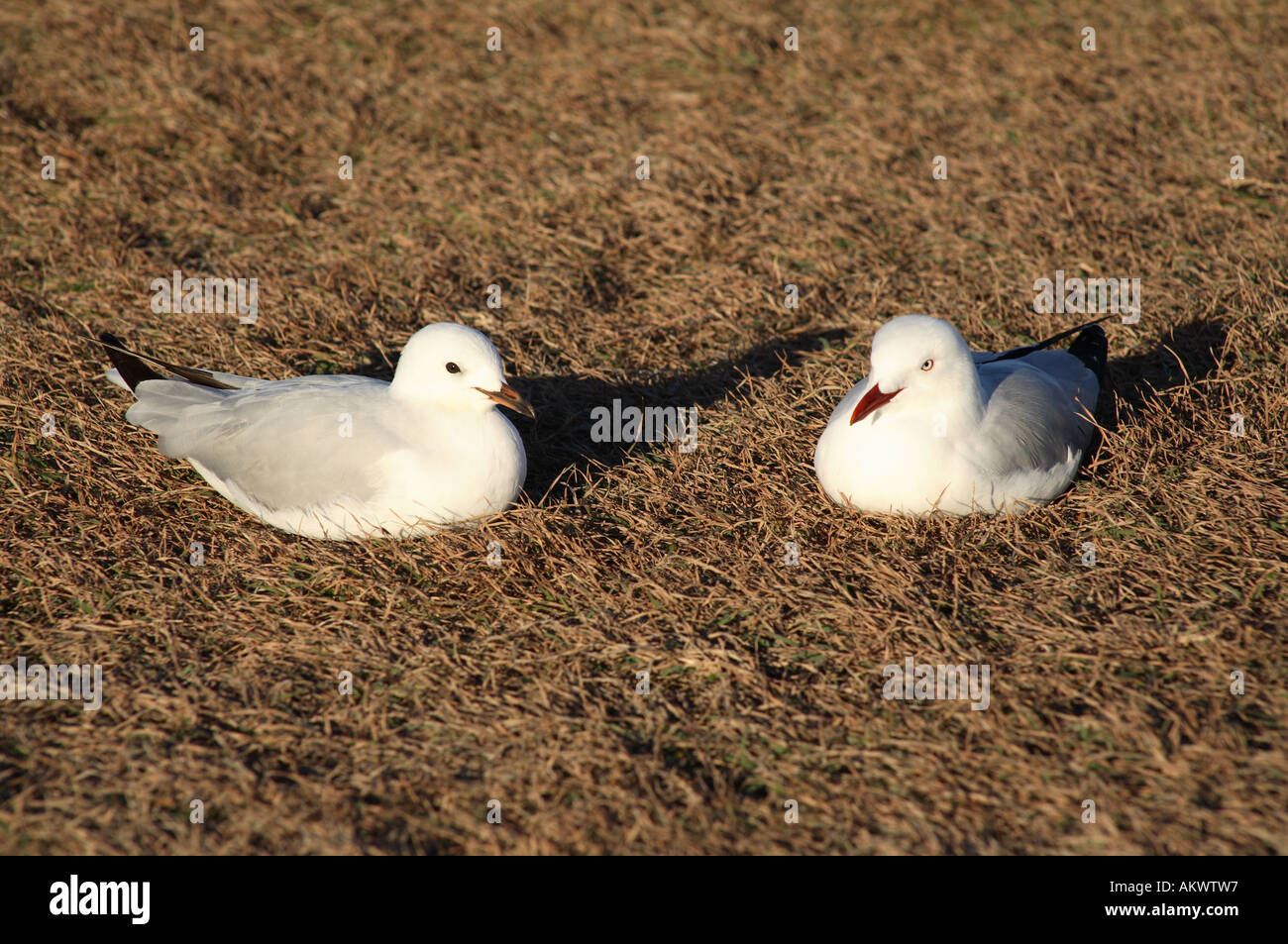 Silver gull juvenile immature seagull hi-res stock photography and ...
