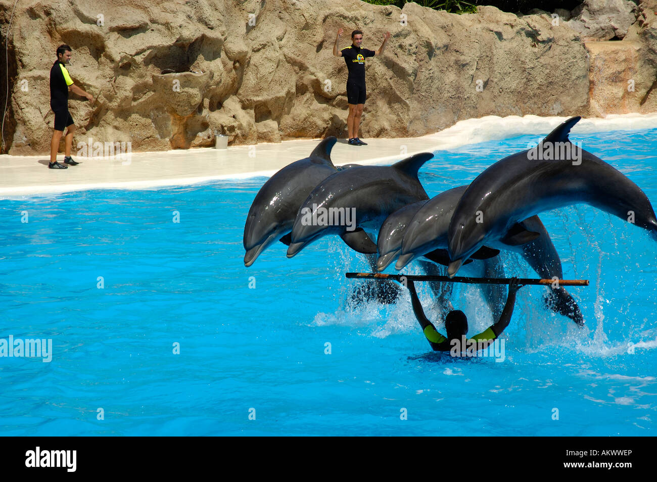 Dolphin show, Loro parque, Tenerife, Canary islands Stock Photo - Alamy