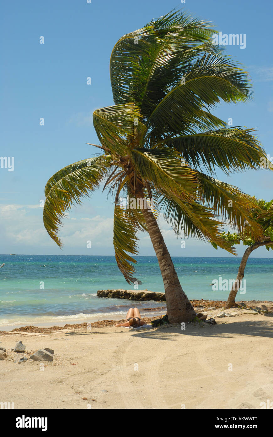 woman relaxing under palm tree in Caribbean Stock Photo - Alamy