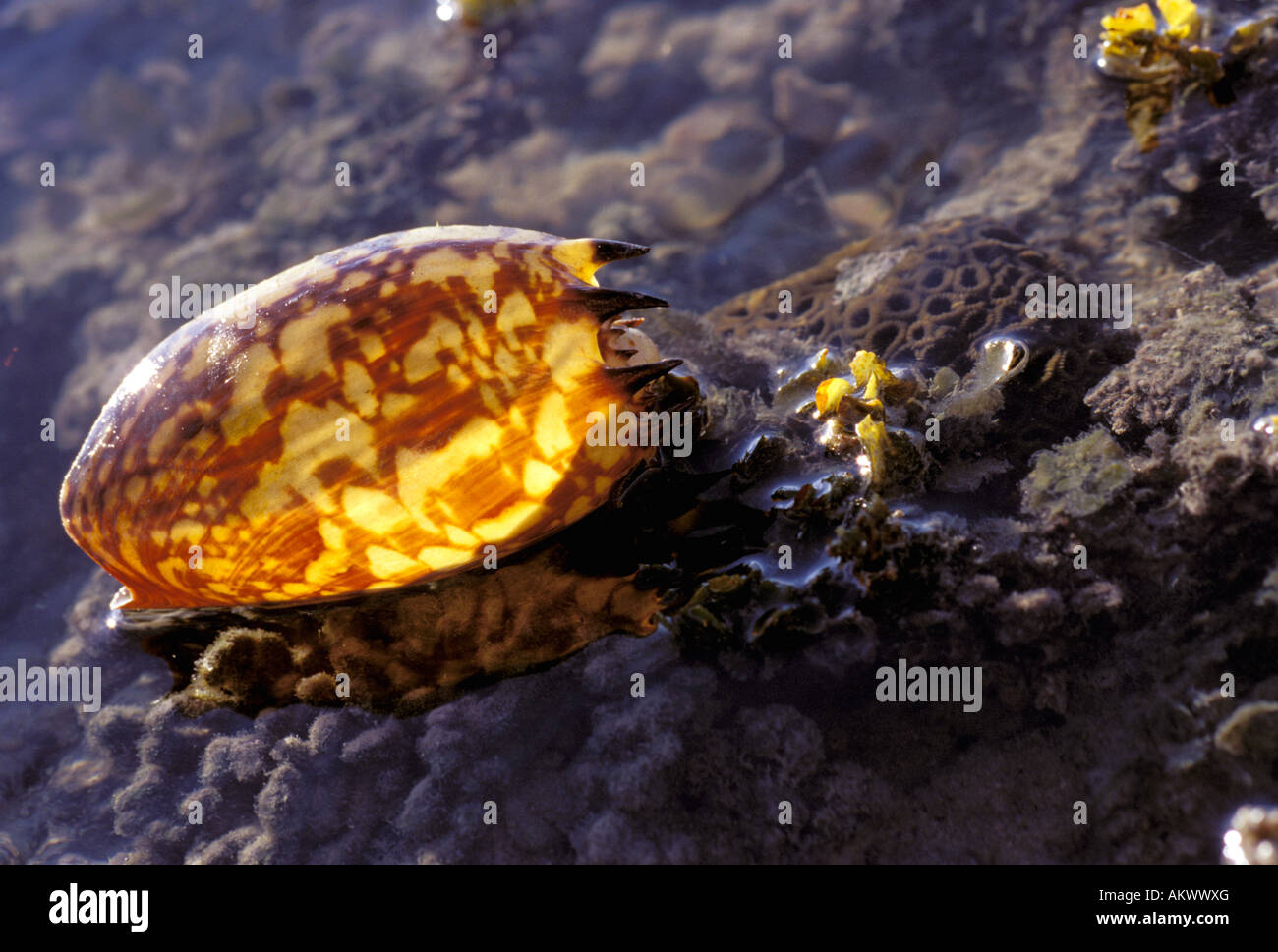 Australia, Montgomery Reef. Bailer Shells (Melo amphora Stock Photo - Alamy