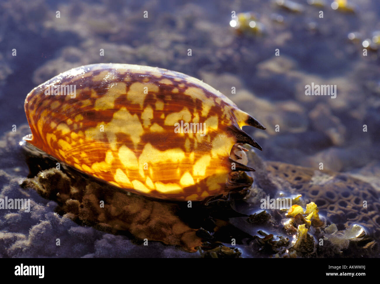 Australia montgomery reef bailer shells hi-res stock photography and ...