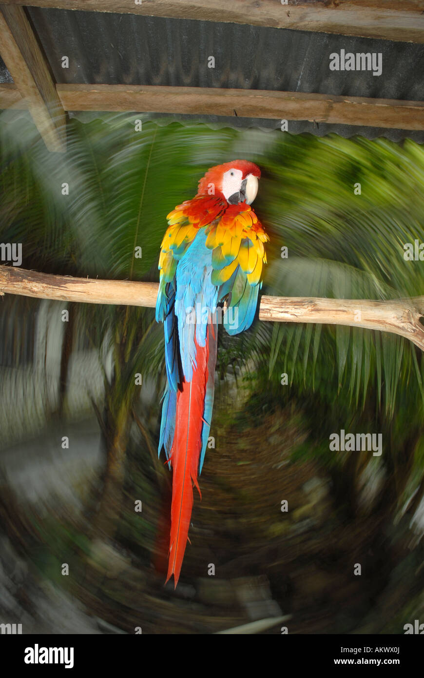 parrot in rainforest Stock Photo - Alamy