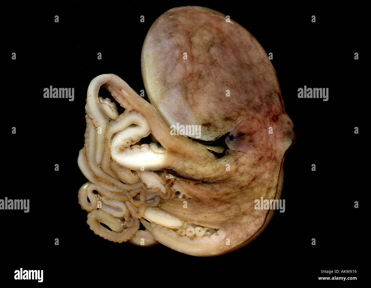 octopus waving underwater Stock Photo - Alamy